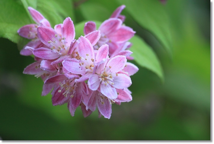 ピンクのヒメウツギ 他 （花木花壇） : 小さな庭で