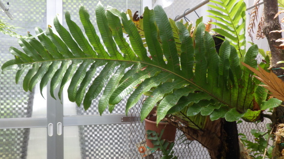 Aglaomorpha cornucopia : コケシノブログ‐苔忍録‐