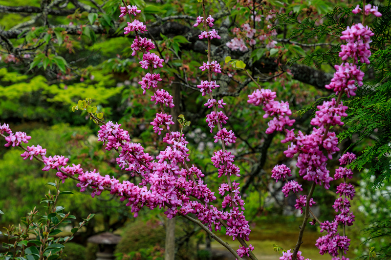 実光院の春の花たち : 花景色－K.W.C. PhotoBlog