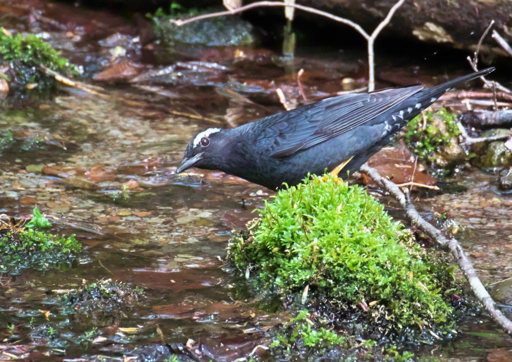 マミジロ : くまさんの二人で鳥撮り