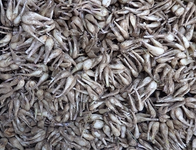 らっきょうの収穫 : 「森の加工場農園」通信