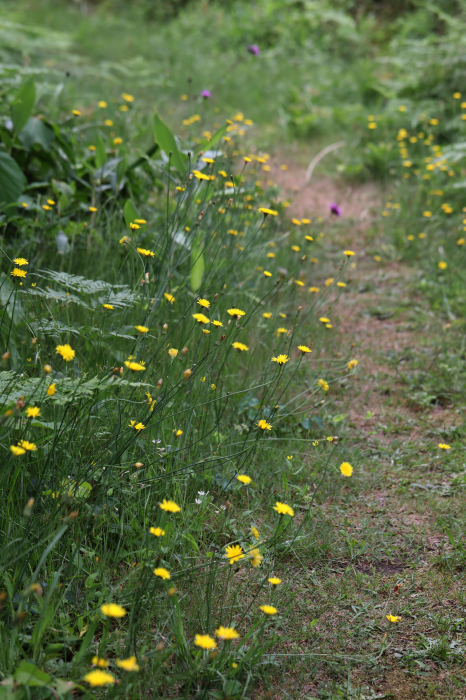 越後村上6月の旅（一般植物編） : 還暦からのネイチャーフォト