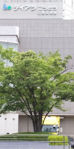 林部智史 ～初恋の音楽～ : 柴わんこアメリとの日々・・・