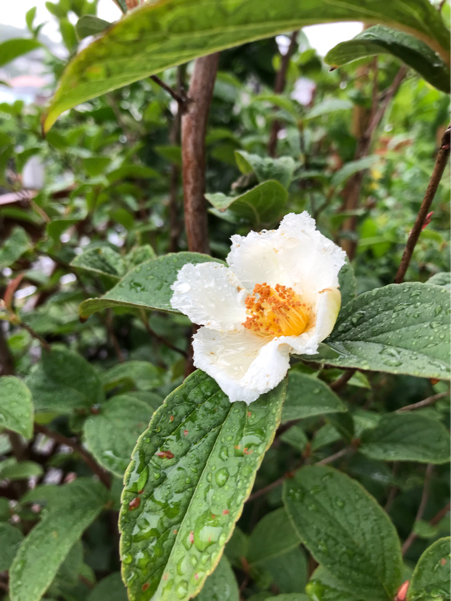 しゃらくさくね〜 : 本日も晴天なり ちょっとそこまで自転車で