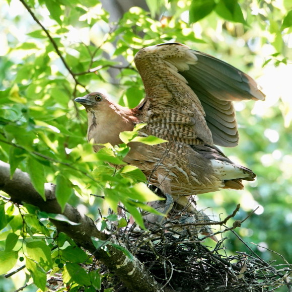 羽を伸ばしたくなりますよね！ 溝五位親子 HMJ : シエロの鳥ノート