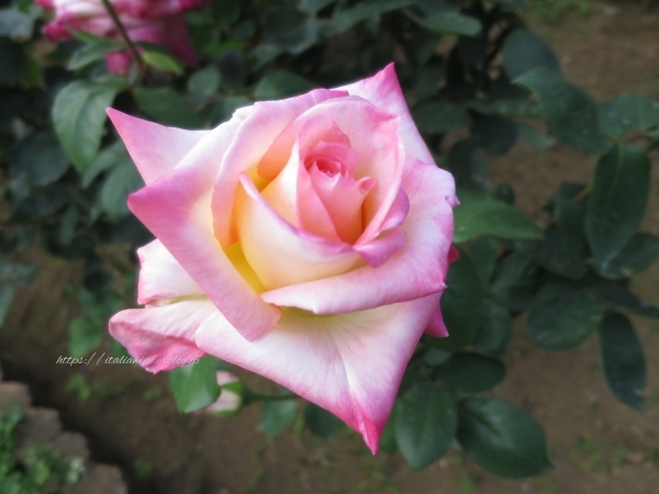 「ダイアナ妃」という名の薔薇 : イタリアワインのこころ