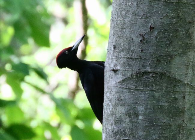 6月18日撮影 クマゲラ 巣立ち寸前 : 札幌発野鳥観察