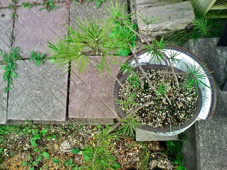寄せ植えの黒松 : 盆栽便り 寄せ植えの黒松 : 盆栽便り