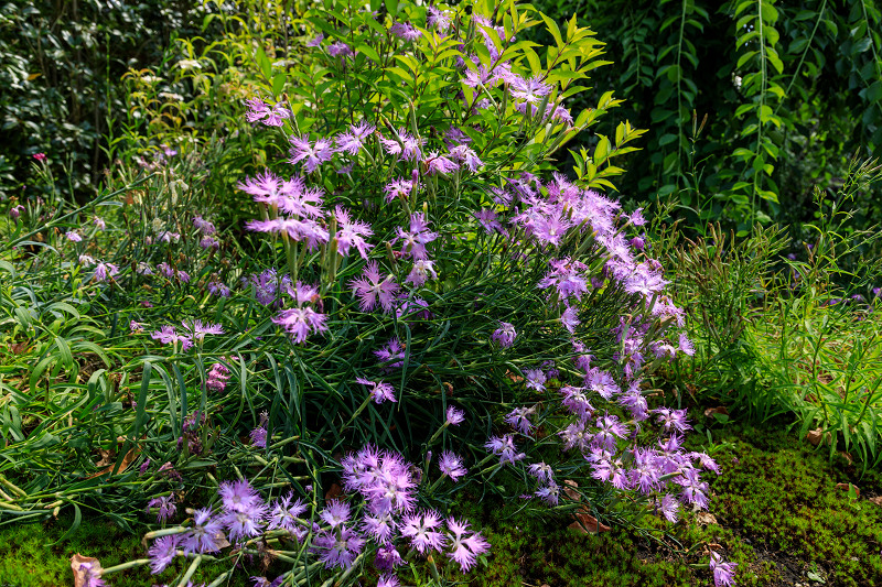 夏の花・蓮と桔梗（元興寺） : 花景色－K.W.C. PhotoBlog