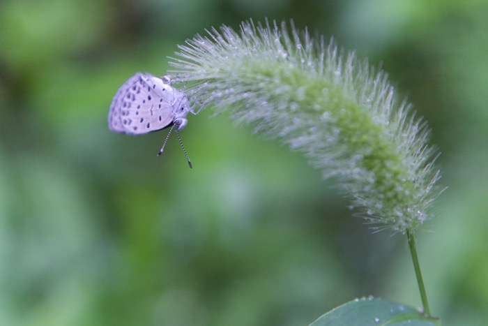 ベル・オ・カン : 世話要らずの庭