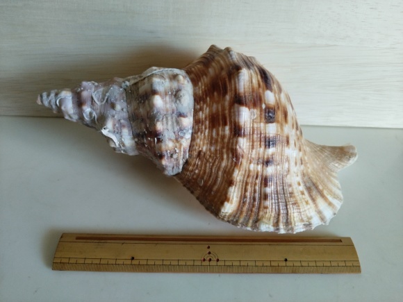 犬も歩けば棒に当たる ～ 西の浦漁港 編 : 心の時空