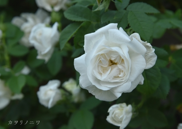 白い薔薇 : カヲリノニワ 白い薔薇 : カヲリノニワ