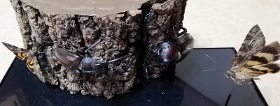 第七作第八作 樹液に集まるカブトムシ、クワガタなど : むしジオラマ －ほか自分流園芸、自分流工作など－