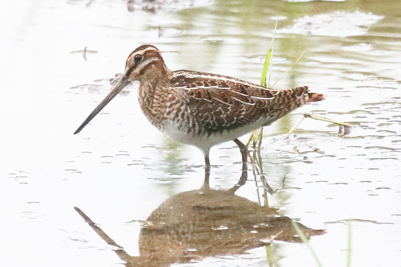 ★コムクドリもクロツラヘラサギもいましたが・・・先週末の鳥類園（2019.9.7～9） : 葛西臨海公園・鳥類園Ⅱ