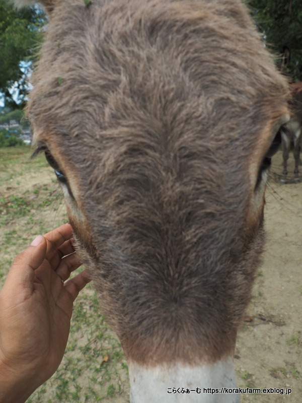 尾道のロバ牧場をたずねて～その1 : こらくふぁーむ