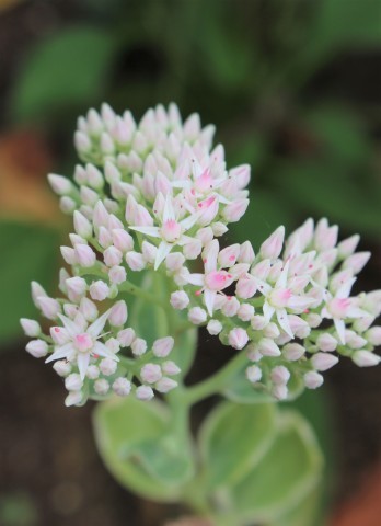 エキナセアのご学友セダム“フロスティモーン” : ペコリの庭