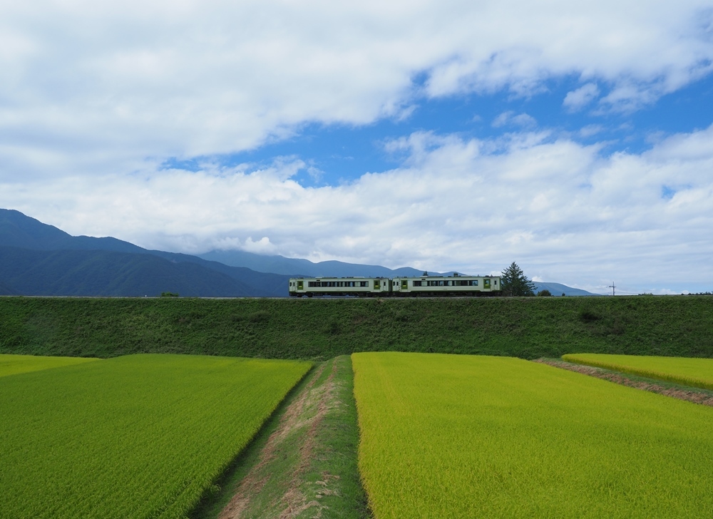 小海線と黄金色の田園、白ソバ畑を巡る : ふうさん日向ぼっこ