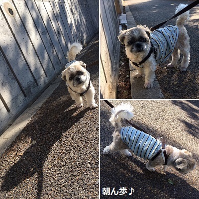 おねだり 黒パグちゃん 踏ま トールペイント おねだり 黒パグちゃん 踏ま トールペイント