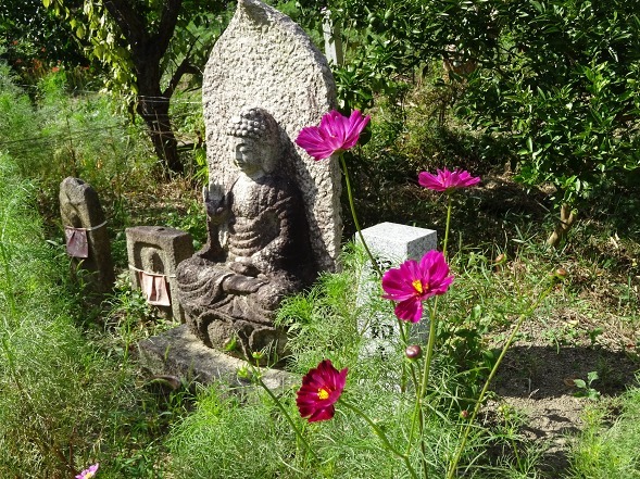 般若寺のコスモス : 彩の気まぐれ写真