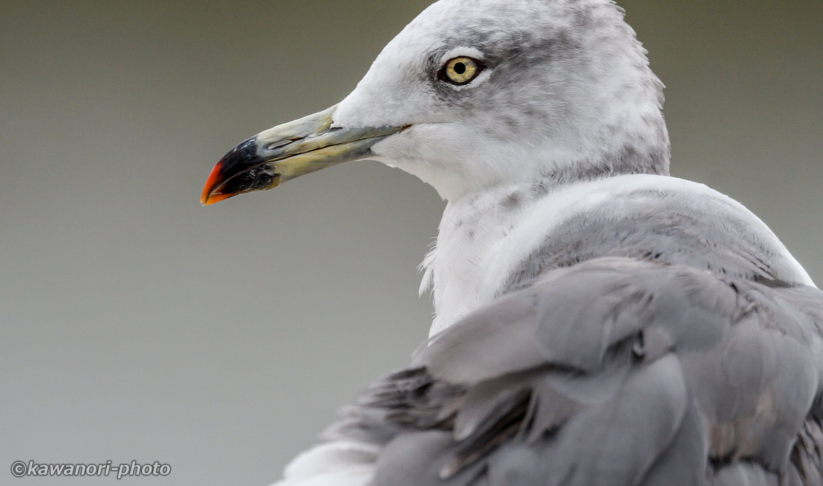 海猫【ウミネコ】 : kawanori-photo