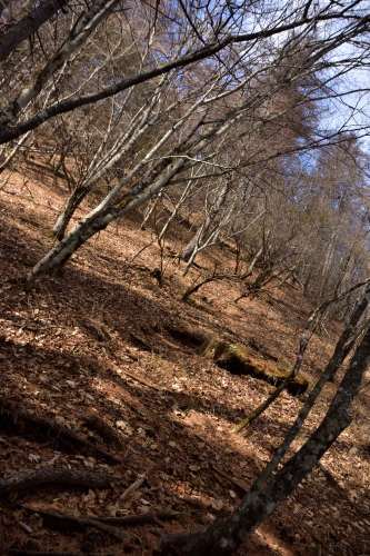 旧500円札の富士が撮影された場所へ～2016年11月 雁ヶ腹摺山＋姥子山 : 殿様な山歩き