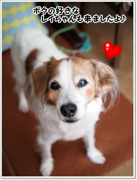 ベイちゃんのお見舞い・再び : くろわんこ日記