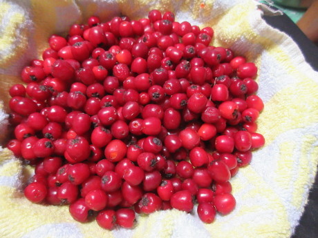 柚子の冬囲い。カ〇ン・ブ〇ッソ。 : おしゃべりねこ