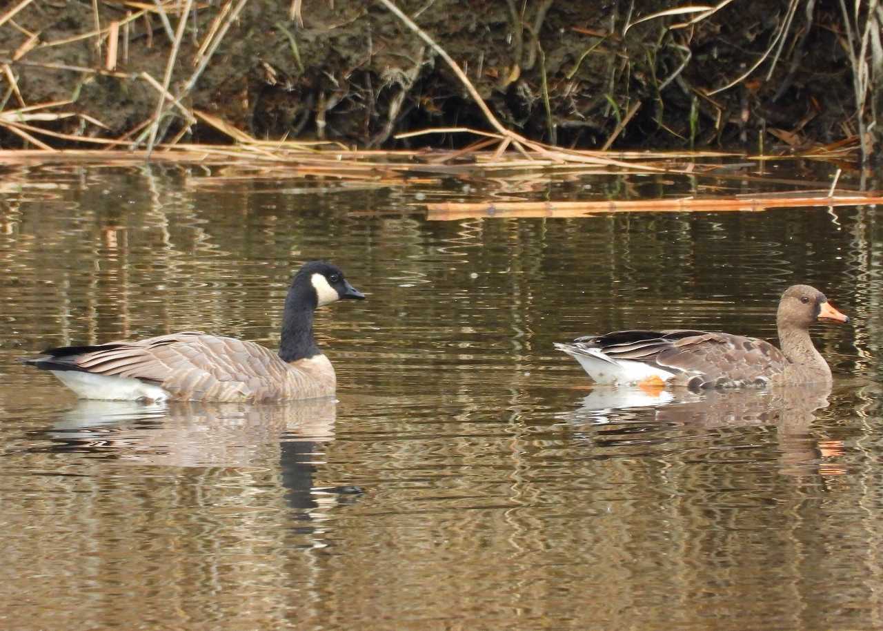 チュウカナダガン（Branta canadensis parvipes Lesser Canada Goose） : なんでもブログ