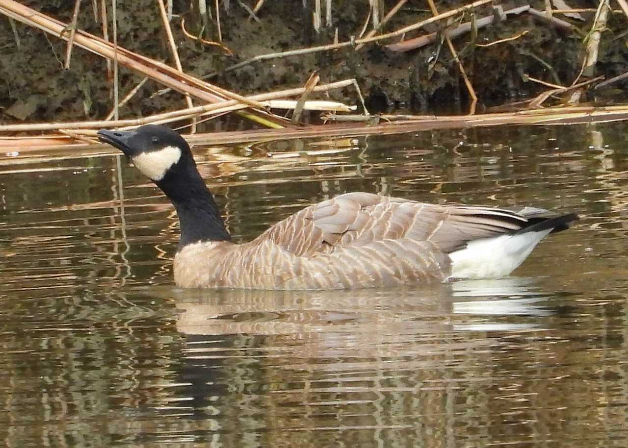 チュウカナダガン（Branta canadensis parvipes Lesser Canada Goose） : なんでもブログ