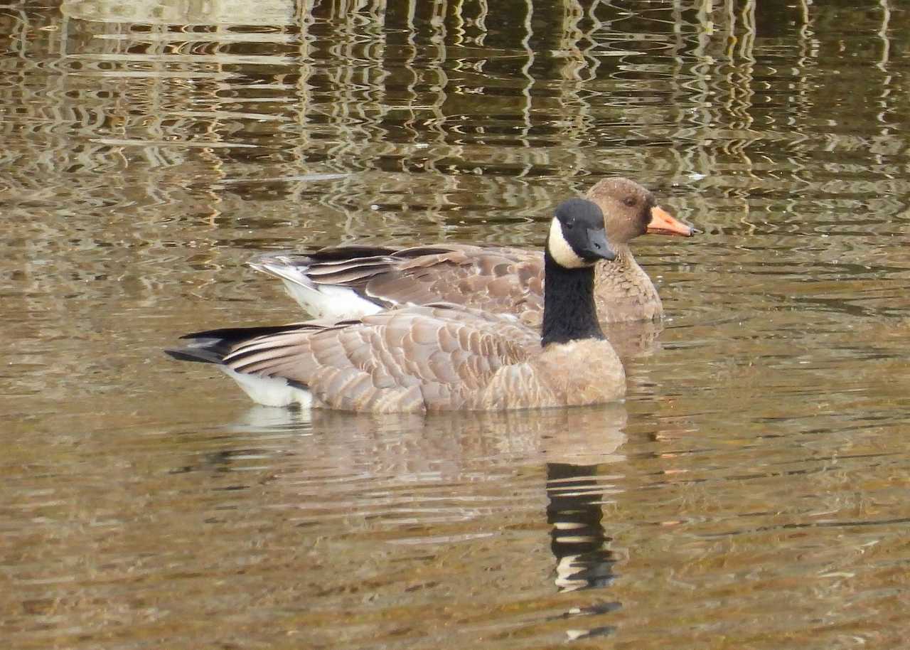 チュウカナダガン（Branta canadensis parvipes Lesser Canada Goose） : なんでもブログ