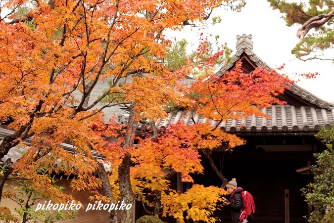 京都散策 : 今が一番