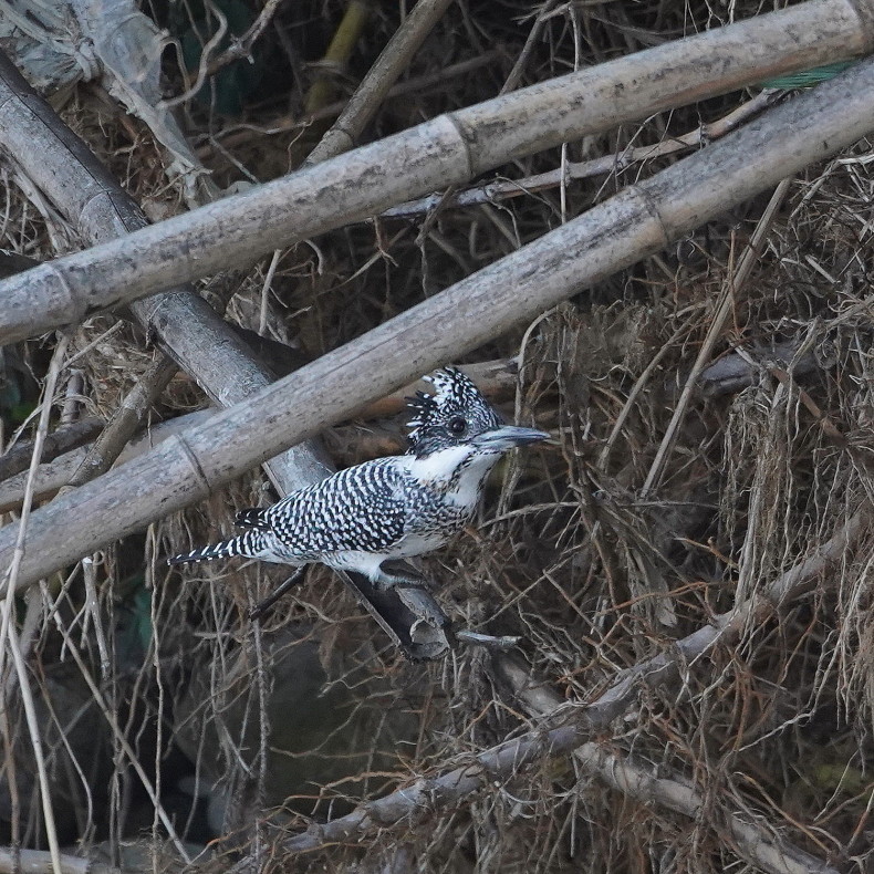 探鳥 川上峡 ヤマセミ : シエロの野鳥観察記録
