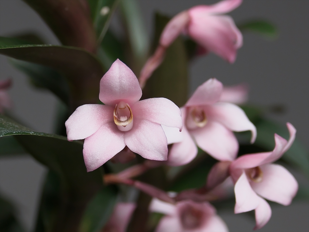 Maxillaria scalariformis (Camaridium scalariforme) : 花咲かじいちゃん洋らん栽培