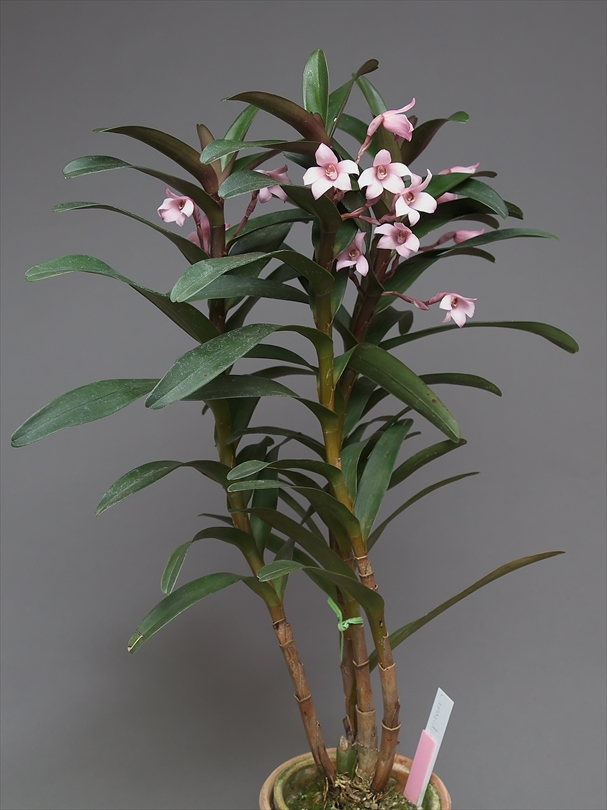 Maxillaria scalariformis (Camaridium scalariforme) : 花咲かじいちゃん洋らん栽培