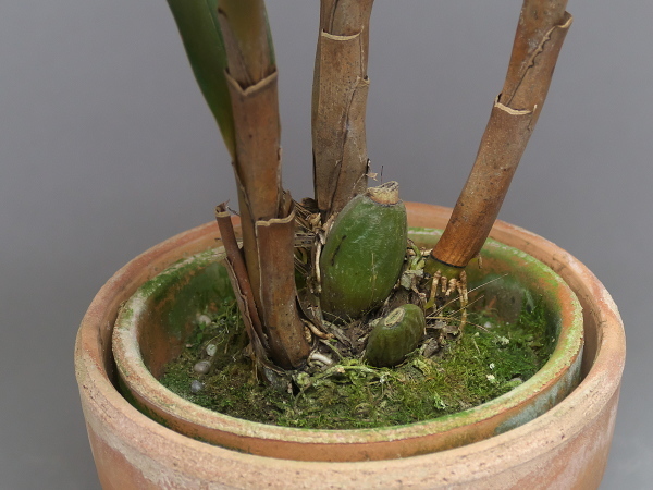 Maxillaria scalariformis (Camaridium scalariforme) : 花咲かじいちゃん洋らん栽培