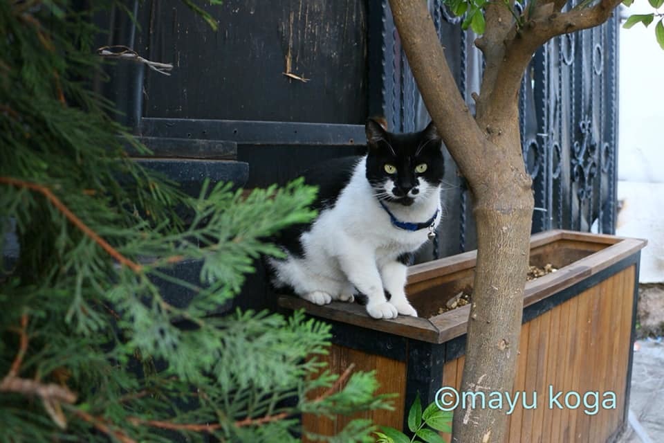 大黒華衛門参上！ : ねこ旅また旅