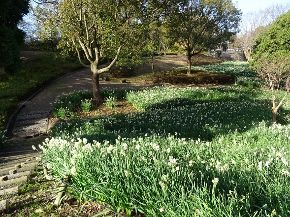 蜻蛉池公園の水仙と蝋梅 : 彩の気まぐれ写真