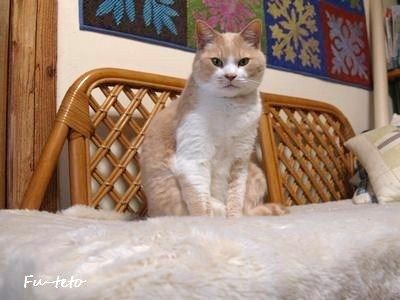 猫日和。キルト日和。