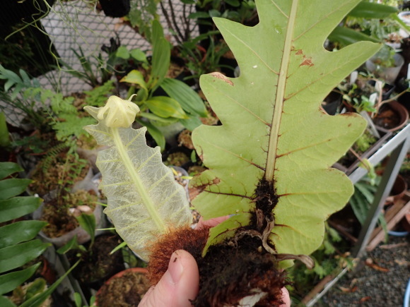 Aglaomorpha meyenianaとAglaomorpha cornucopia : コケシノブログ‐苔忍録‐