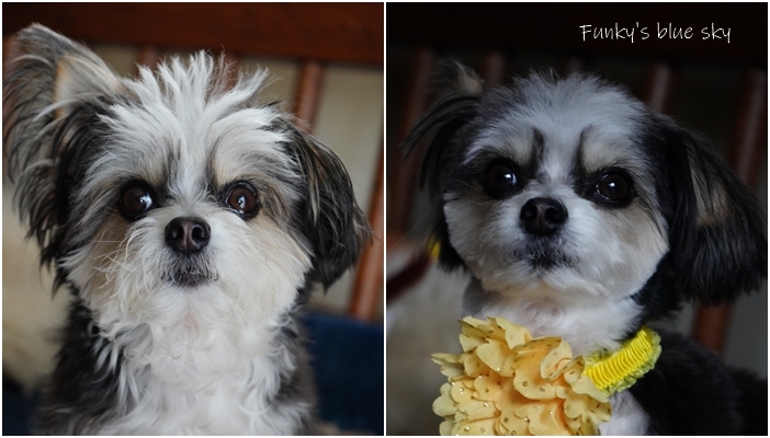 Chipo* トリミングデー （Before after） : FUNKY'S BLUE SKY