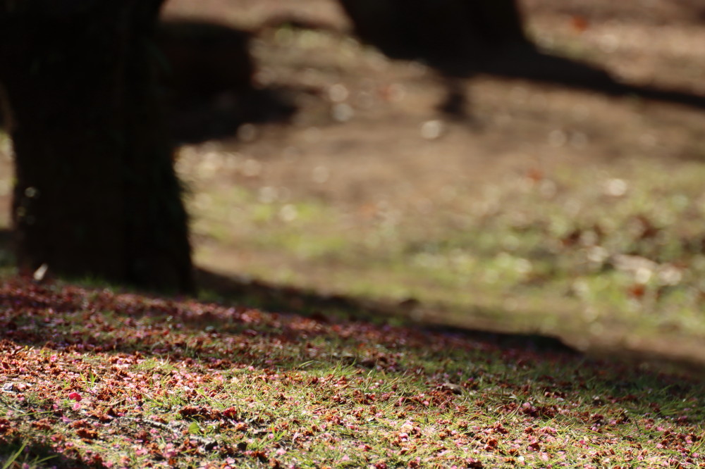 キャノン EF24-105mm F4L IS USM : 四季の色 -Colors of the キャノン EF24-105mm F4L IS USM : 四季の色 -Colors of the