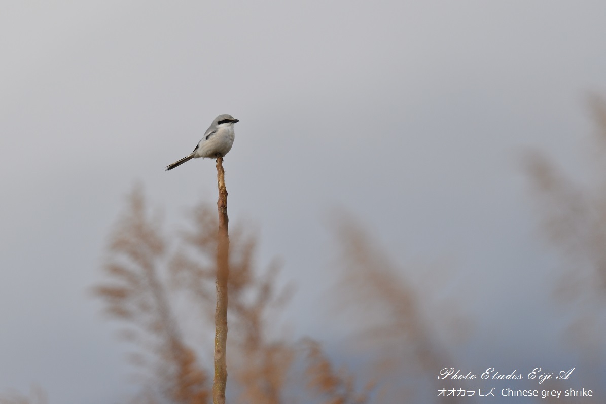 オオカラモズ・・・① : フォト エチュード Photo-Etudes