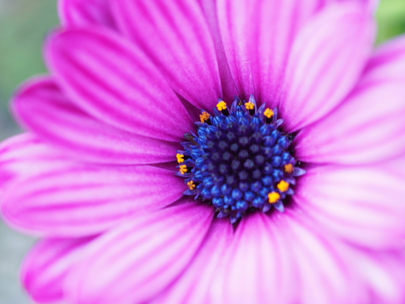 【三陽メディアフラワーミュージアム② マクロ撮影編】M.ZUIKO DIGITAL ED 30mm F3.5 Macro : SAMのLIFE ...