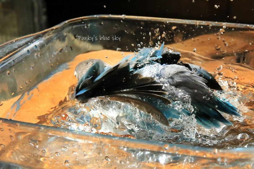 水浴びB.Bの記録 （3月18日・前編） : FUNKY'S BLUE SKY