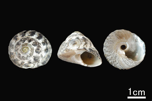 コシダカガンガラ : 福井の打上げ貝