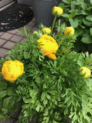 志村けんさんが亡くなるなんて : いちじく日記＊てんかんをご存知？＊