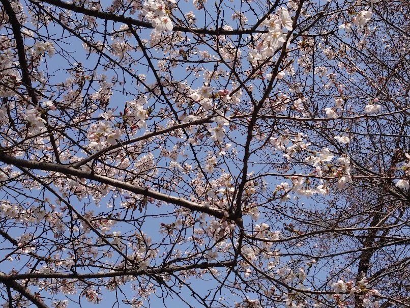 自粛な3連休 墓参りと洋華の店屋物と散歩。 : 裕介のブログ