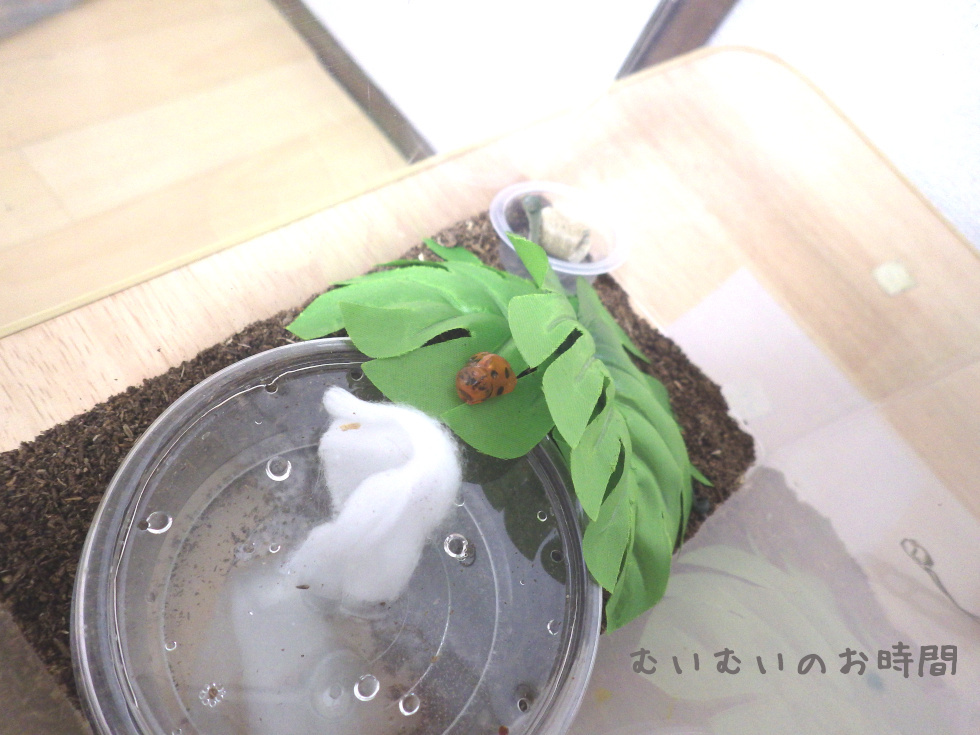 テントウゴキブリ（Prosoplecta sp.）～わたぬきさんの～ : むいむいのお時間