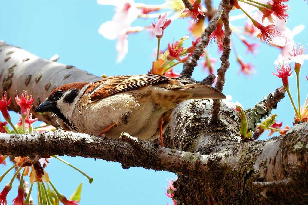 県北の桜とスズメ : なんでもブログ2