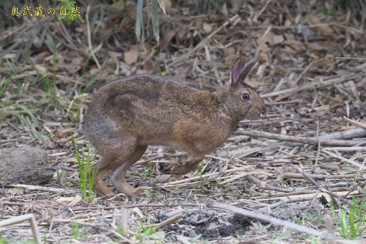 野ウサギ 奥武蔵の自然